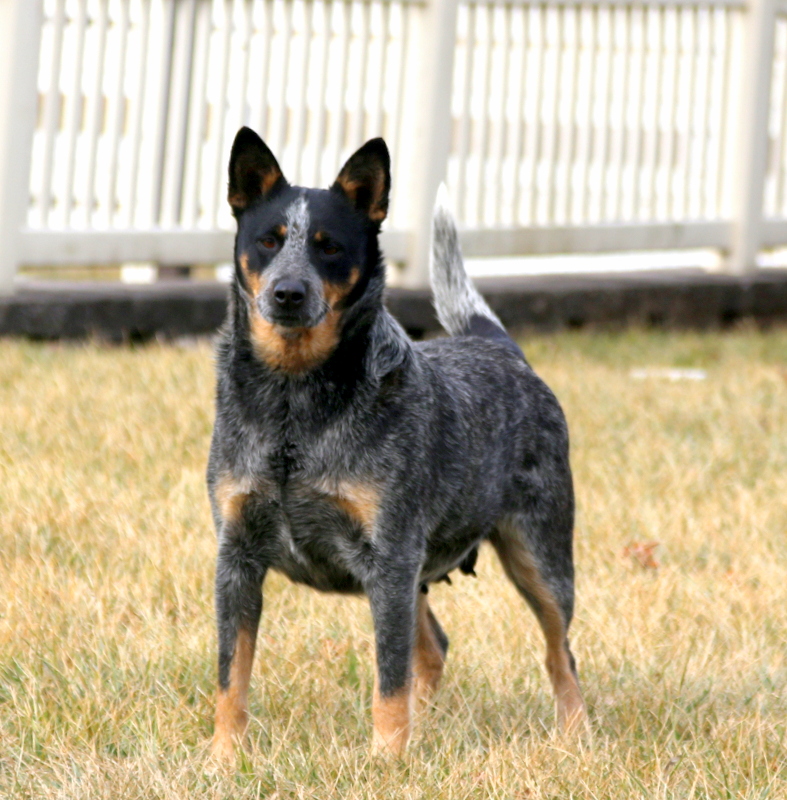 Rayna - Blue Heeler – Australian Cattle Dog Puppy For Sale in Pennsylvania