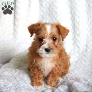 Jack-A-Poo Puppies For Sale - Greenfield Puppies