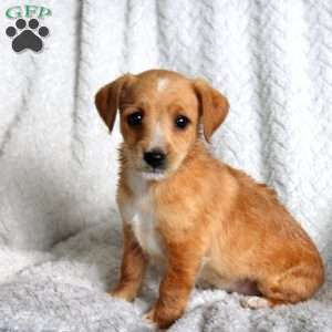 Jack-A-Poo Puppies For Sale - Greenfield Puppies