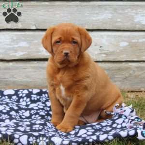 Fox Red Labrador Retriever Puppies for Sale - Greenfield Puppies