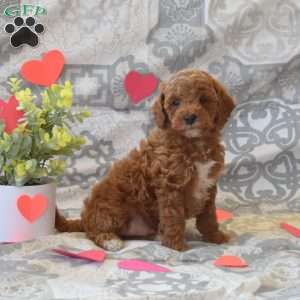 Cockapoo Puppies for Sale - Greenfield Puppies