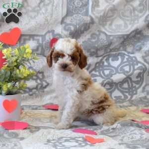 New Arrivals | See New Puppies | Greenfield Puppies