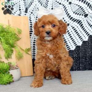 New Arrivals | See New Puppies | Greenfield Puppies
