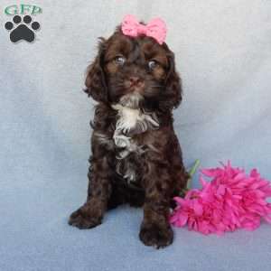 Cockapoo Puppies for Sale - Greenfield Puppies
