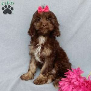 Cockapoo Puppies for Sale - Greenfield Puppies