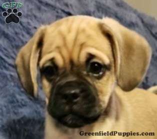 Ruckus - Pug Mix Puppy For Sale in Pennsylvania