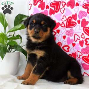 Rottweiler Puppies For Sale - Greenfield Puppies