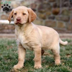 Yellow Labrador Retriever Puppies For Sale - Greenfield Puppies