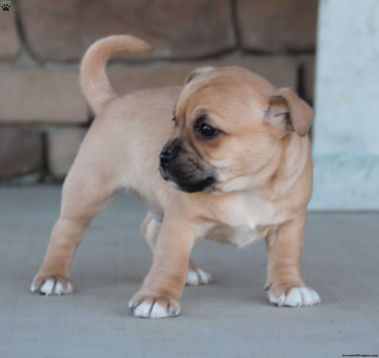 Ricki - Jug Puppy For Sale in Pennsylvania
