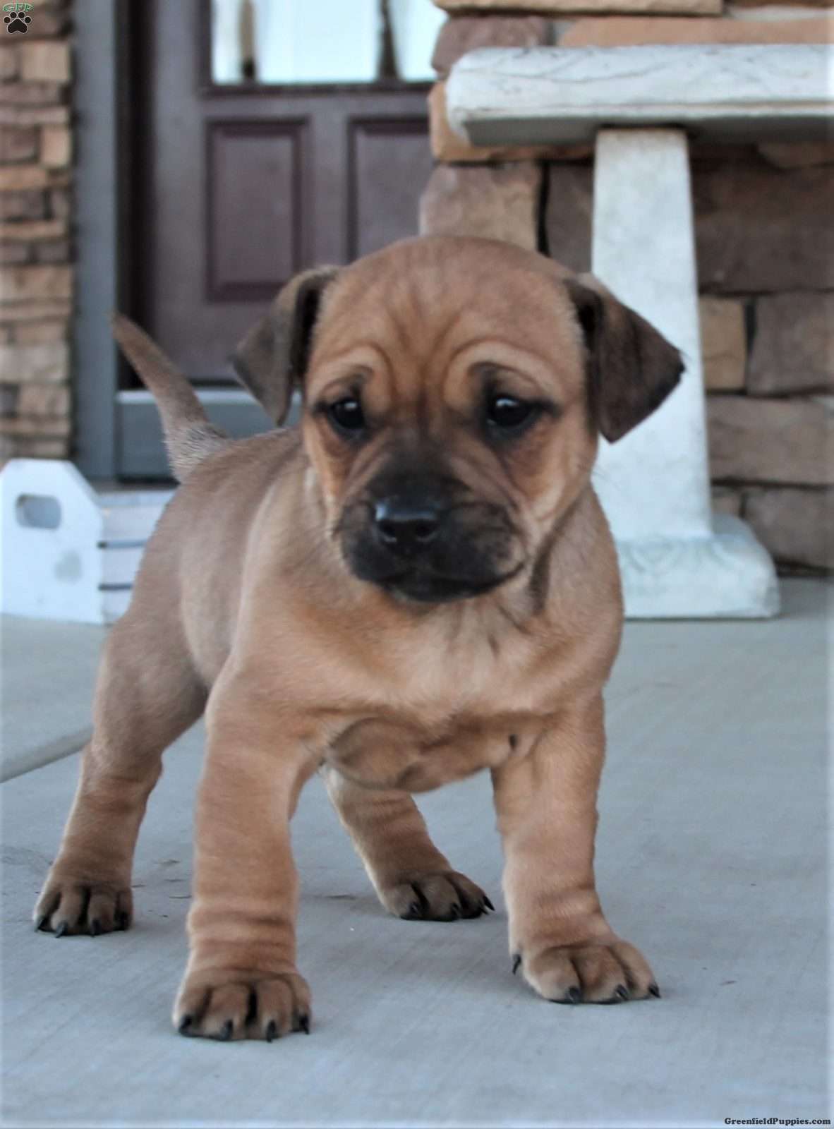 Riley - Jug Puppy For Sale in Pennsylvania