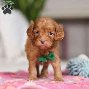 Cockapoo Puppies for Sale - Greenfield Puppies