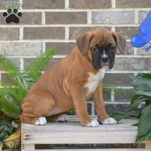 Boxer Puppies For Sale - Greenfield Puppies