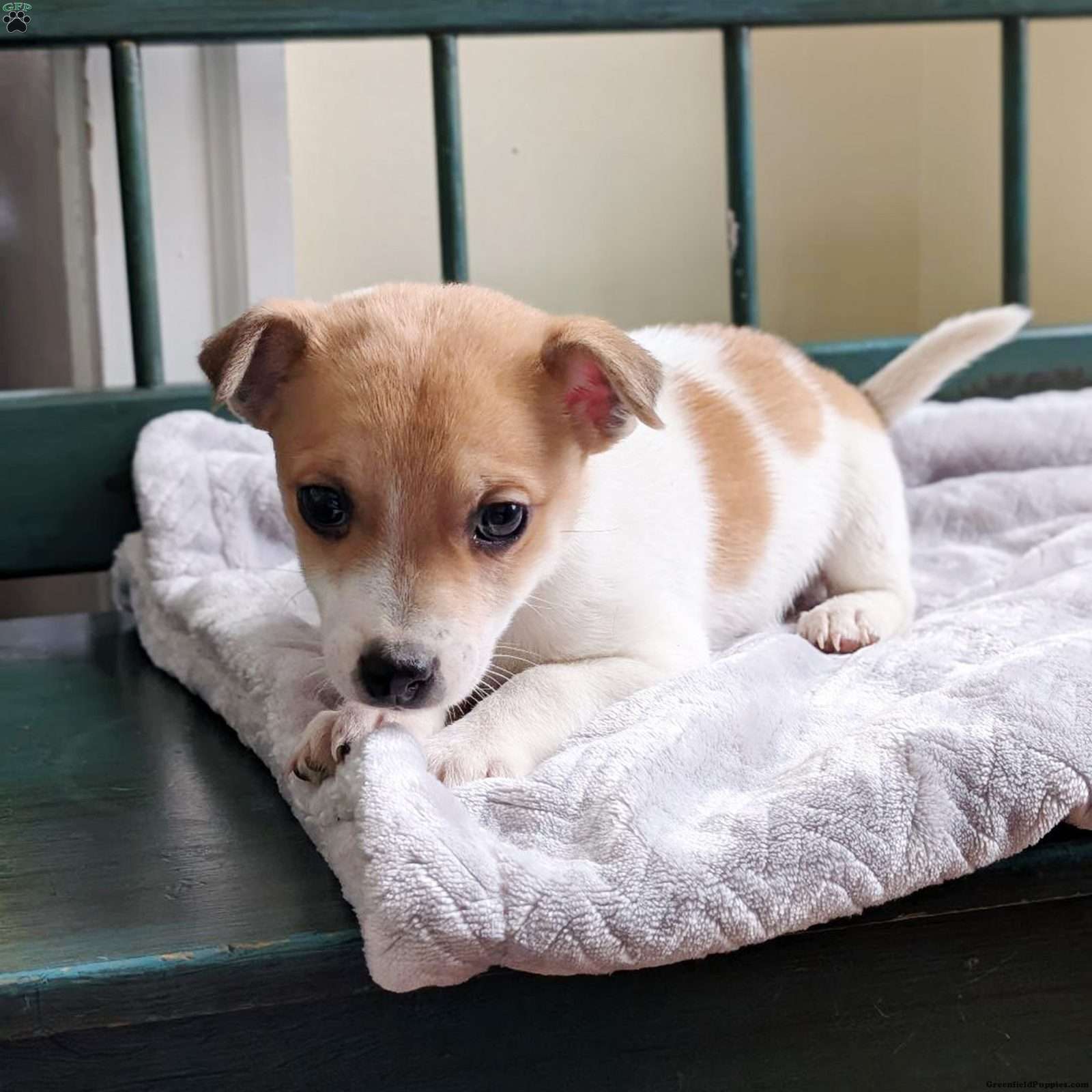 Russell - Jack-A-Ranian Puppy For Sale in New York