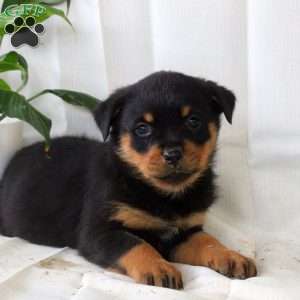 Rottweiler Puppies For Sale - Greenfield Puppies