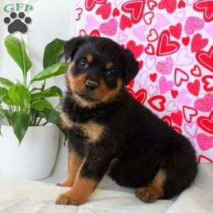 Rottweiler Puppies For Sale - Greenfield Puppies