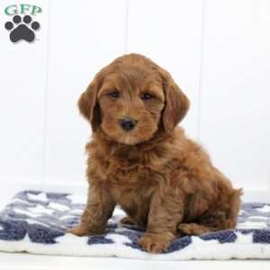 Mini Goldendoodle Puppies for Sale - Greenfield Puppies