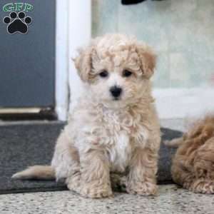Bich-poo Puppies For Sale - Greenfield Puppies
