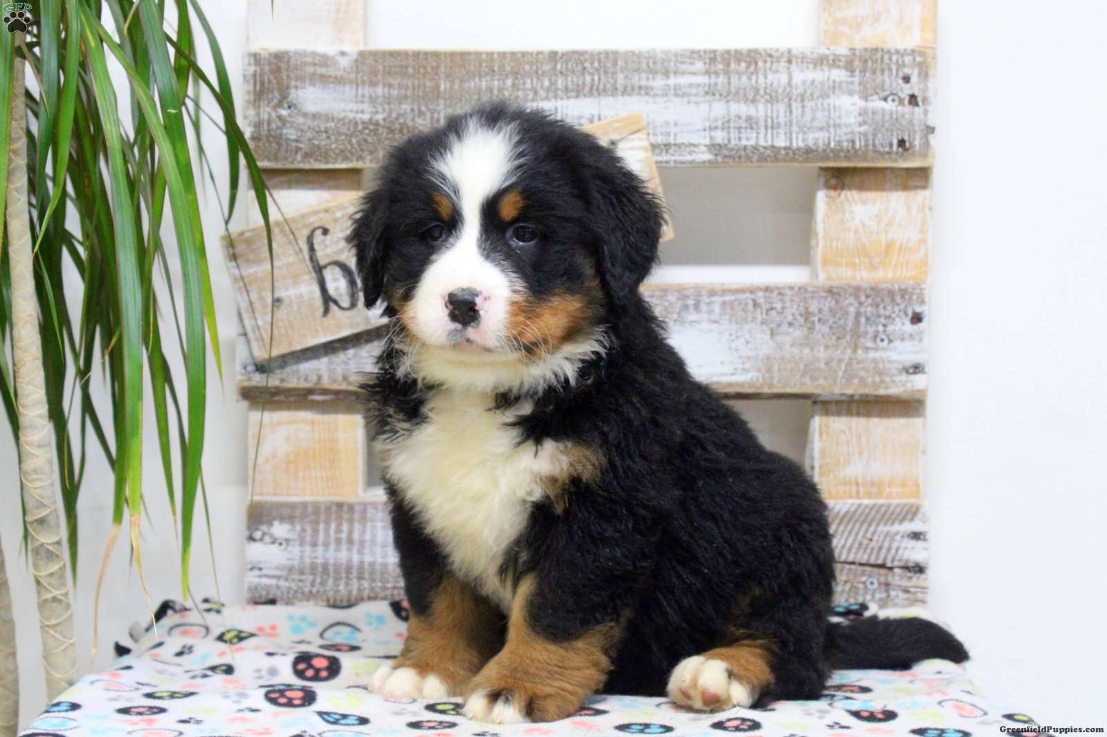 Sawyer - Bernese Mountain Dog Puppy For Sale in Pennsylvania