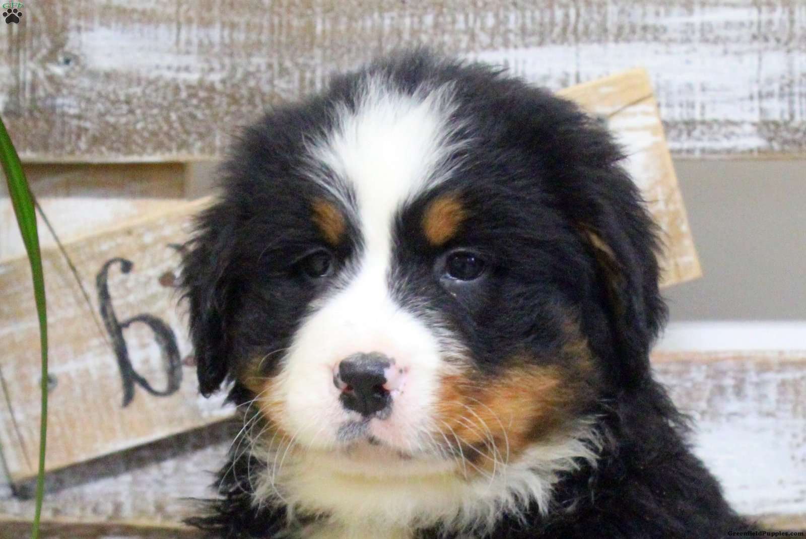 Sawyer - Bernese Mountain Dog Puppy For Sale in Pennsylvania