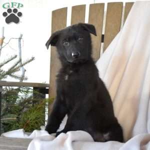 Amos King - Greenfield Puppies