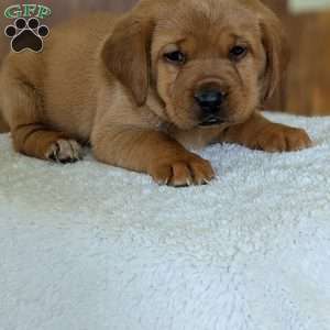 Fox Red Labrador Retriever Puppies for Sale - Greenfield Puppies