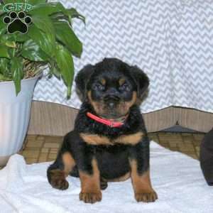 Rottweiler Puppies For Sale - Greenfield Puppies