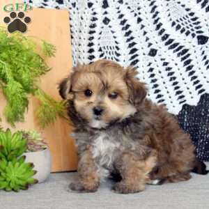 Maltese Mix Puppies For Sale | Greenfield Puppies