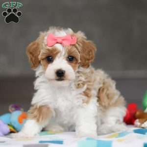 Havapoo Puppies For Sale - Greenfield Puppies