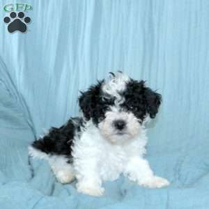Bich-poo Puppies For Sale - Greenfield Puppies