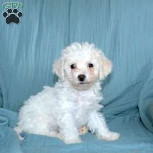Bich-poo Puppies For Sale - Greenfield Puppies