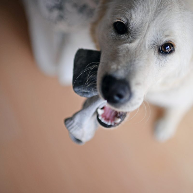 Why Do Dogs Steal Things? (And How to Prevent It)