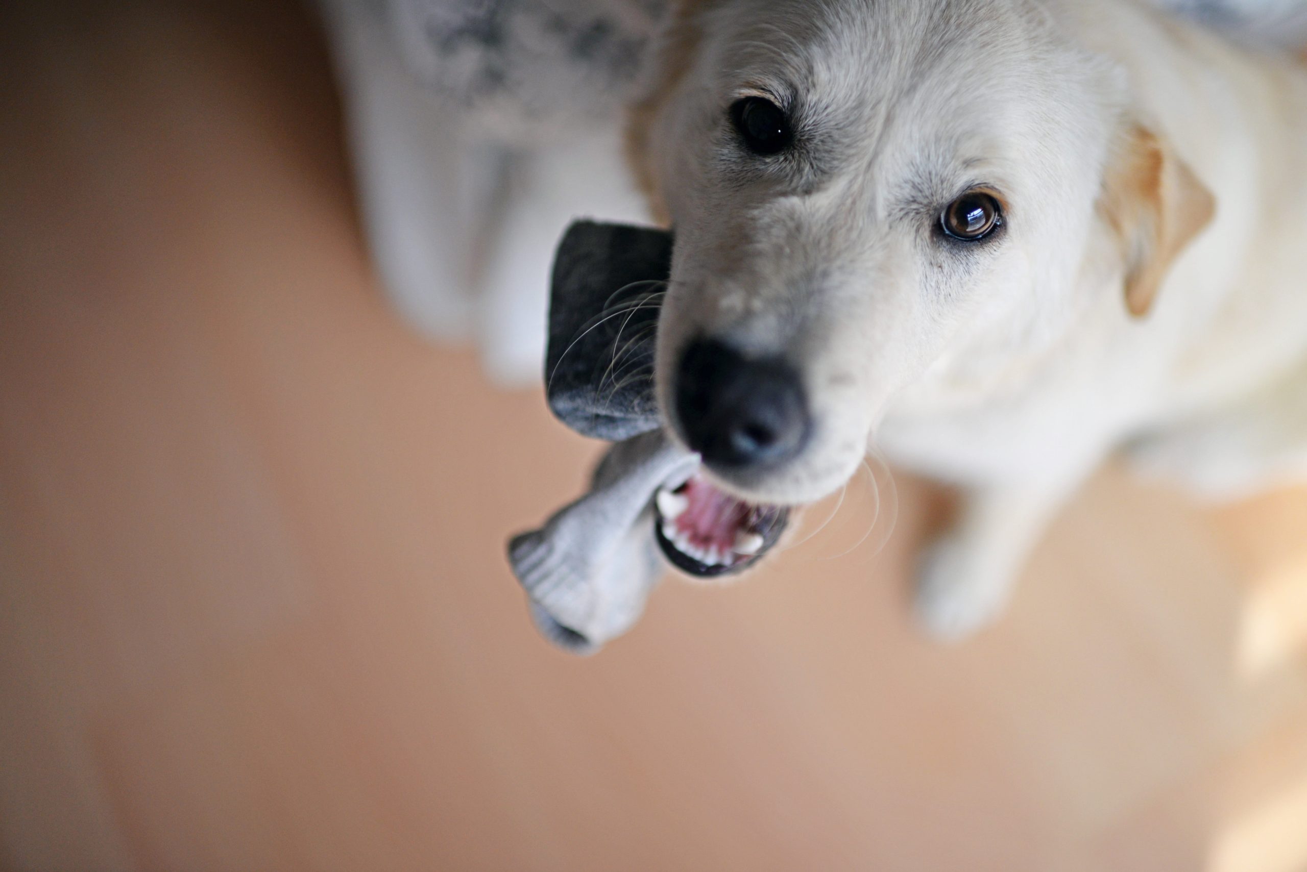 Why Do Dogs Steal Things? (And How to Prevent It)