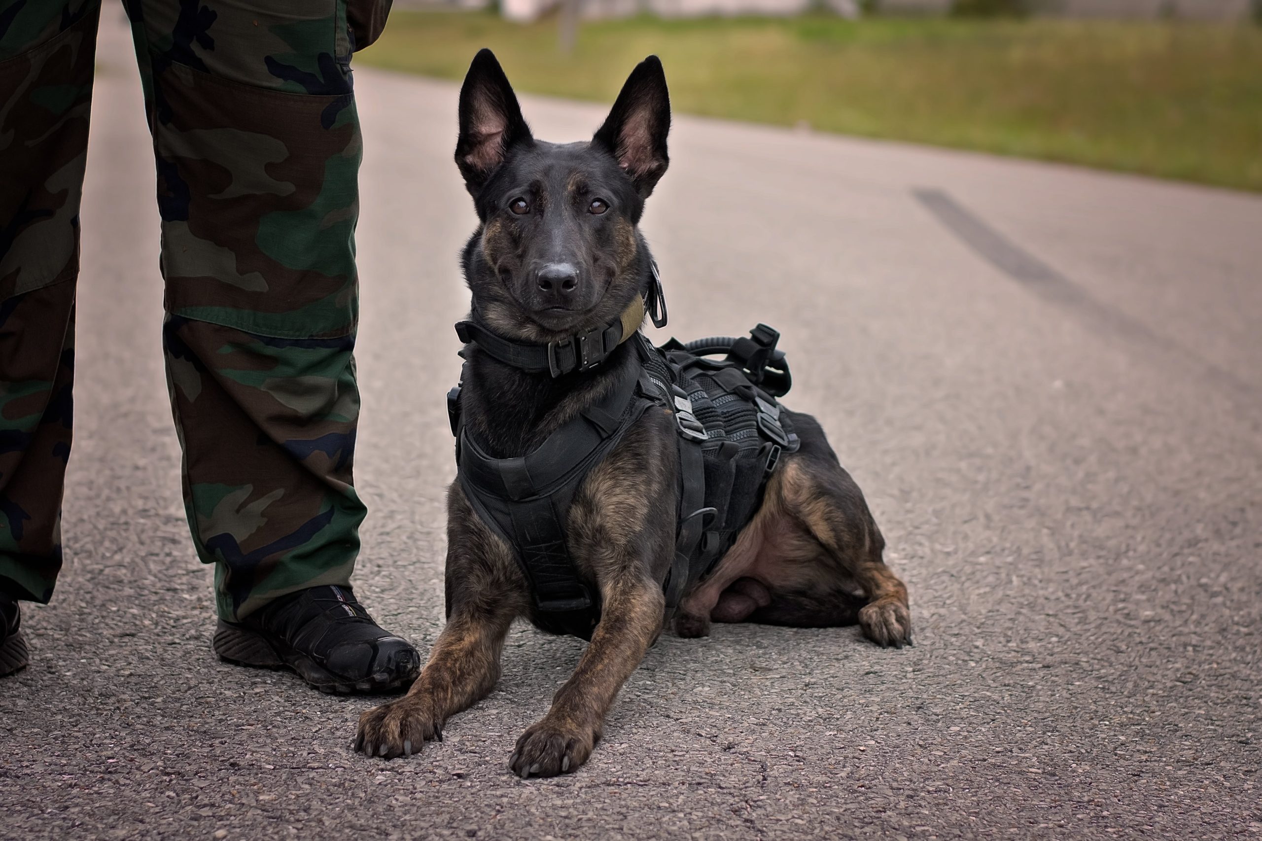 Working Dogs: Canines in the Workforce - Greenfield Puppies