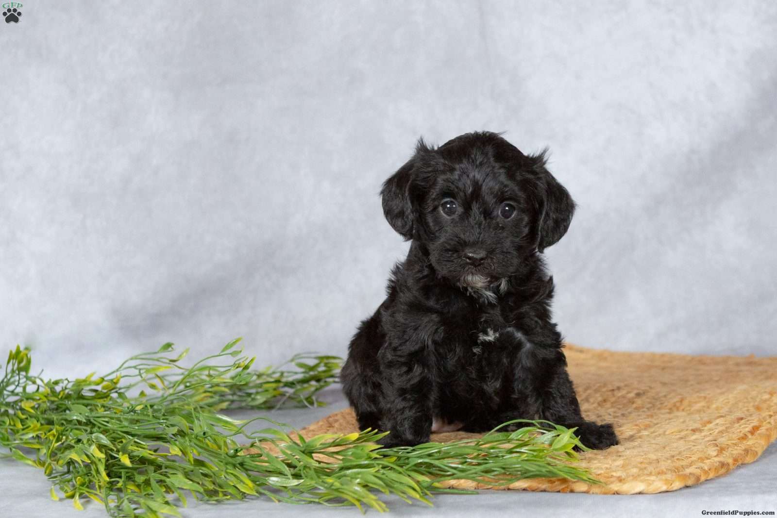 Dixie - Yorkie Poo Puppy For Sale in Pennsylvania