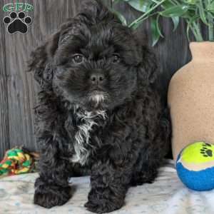 Shih-Poo Puppies For Sale - Greenfield Puppies