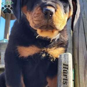 New Arrivals | See New Puppies | Greenfield Puppies