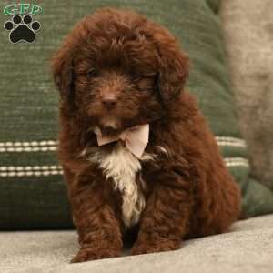 Pomapoo Puppies For Sale | Greenfield Puppies