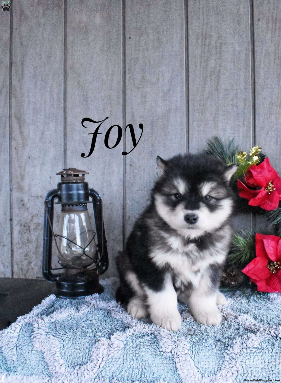 Joy - Alaskan Malamute Puppy For Sale in Pennsylvania