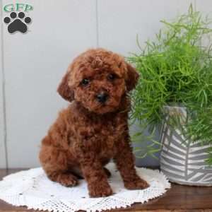Bich-poo Puppies For Sale - Greenfield Puppies