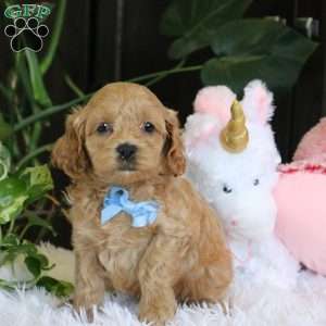 Cockapoo Puppies for Sale - Greenfield Puppies