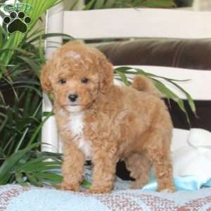 Bich-poo Puppies For Sale - Greenfield Puppies