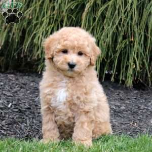 Bich-poo Puppies For Sale - Greenfield Puppies