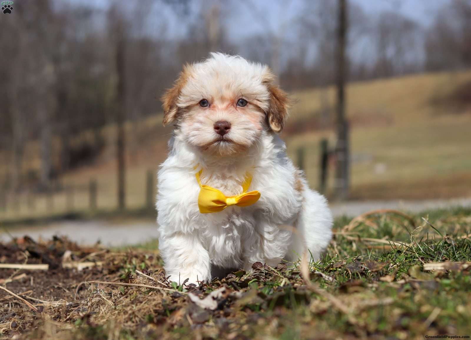 Buddy - Havapoo Puppy For Sale in Ohio