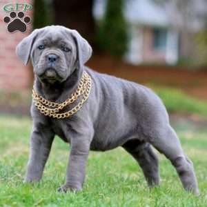 Cane Corso Puppies For Sale - Greenfield Puppies