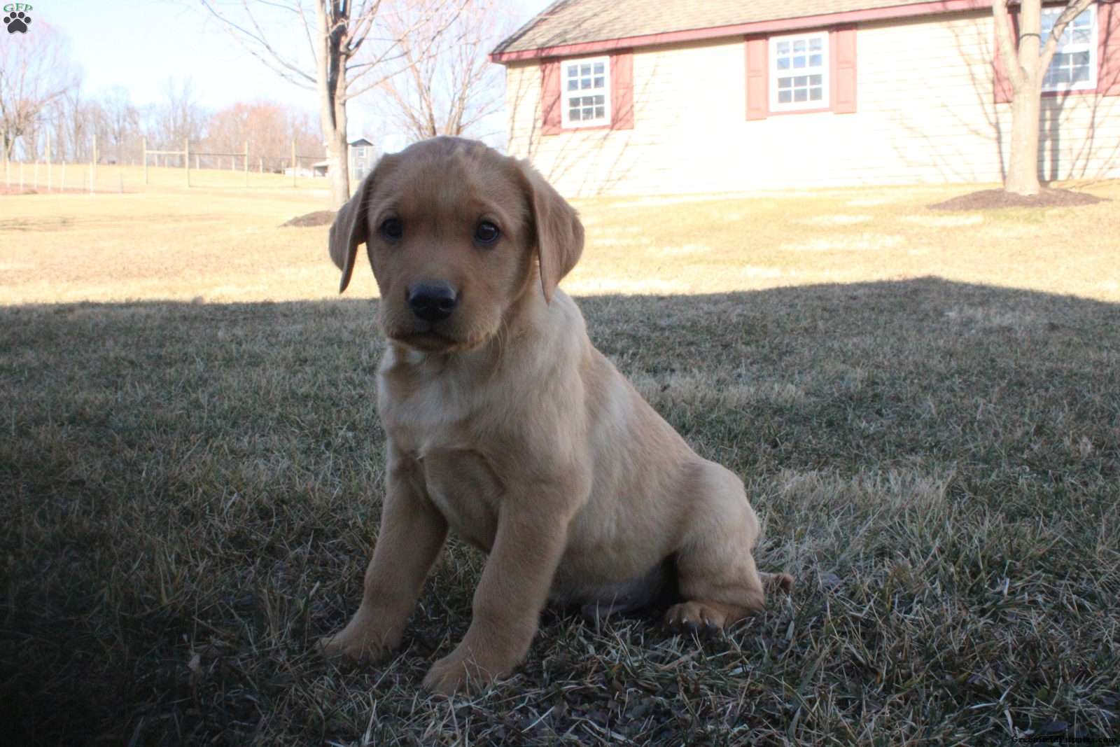 Charlie - Fox Red Labrador Retriever Puppy For Sale in Pennsylvania