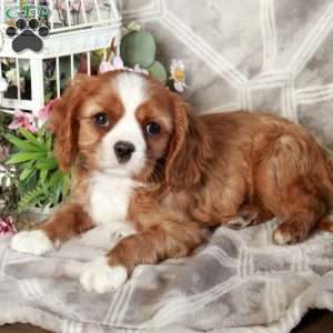 Cavalier King Charles Spaniel Puppies for Sale
