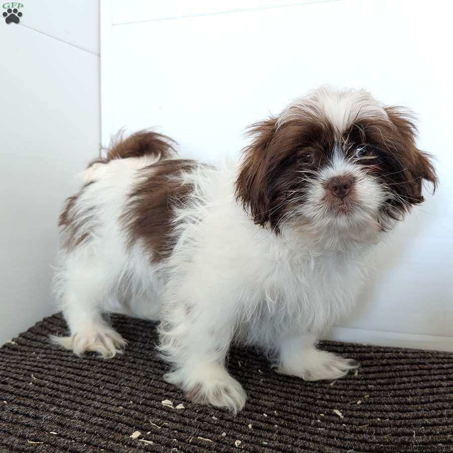 Coco Puff - Shih Tzu Puppy For Sale in New York