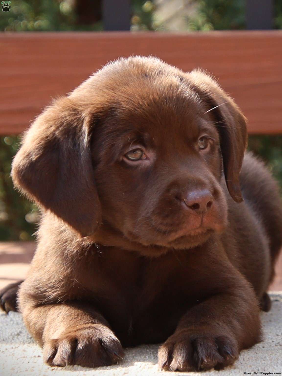 Cooper - Chocolate Labrador Retriever Puppy For Sale in Pennsylvania