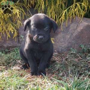 Black Labrador Retriever Puppies For Sale - Greenfield Puppies