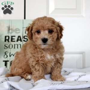 Bich-poo Puppies For Sale - Greenfield Puppies